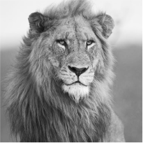 Smart Dialer: Software to Power Outbound Calls - MightyCall