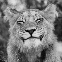 Smart Dialer: Software to Power Outbound Calls - MightyCall