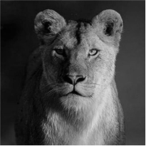 Why is My Phone Dropping Calls? [Causes & How to Fix] – MightyCall