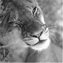 POTS Lines: Plain Old Telephone Service [Explained] - MightyCall