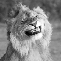 Smart Dialer: Software to Power Outbound Calls - MightyCall